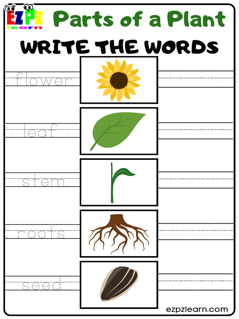 _Parts of a Plant Write the Words | PDF