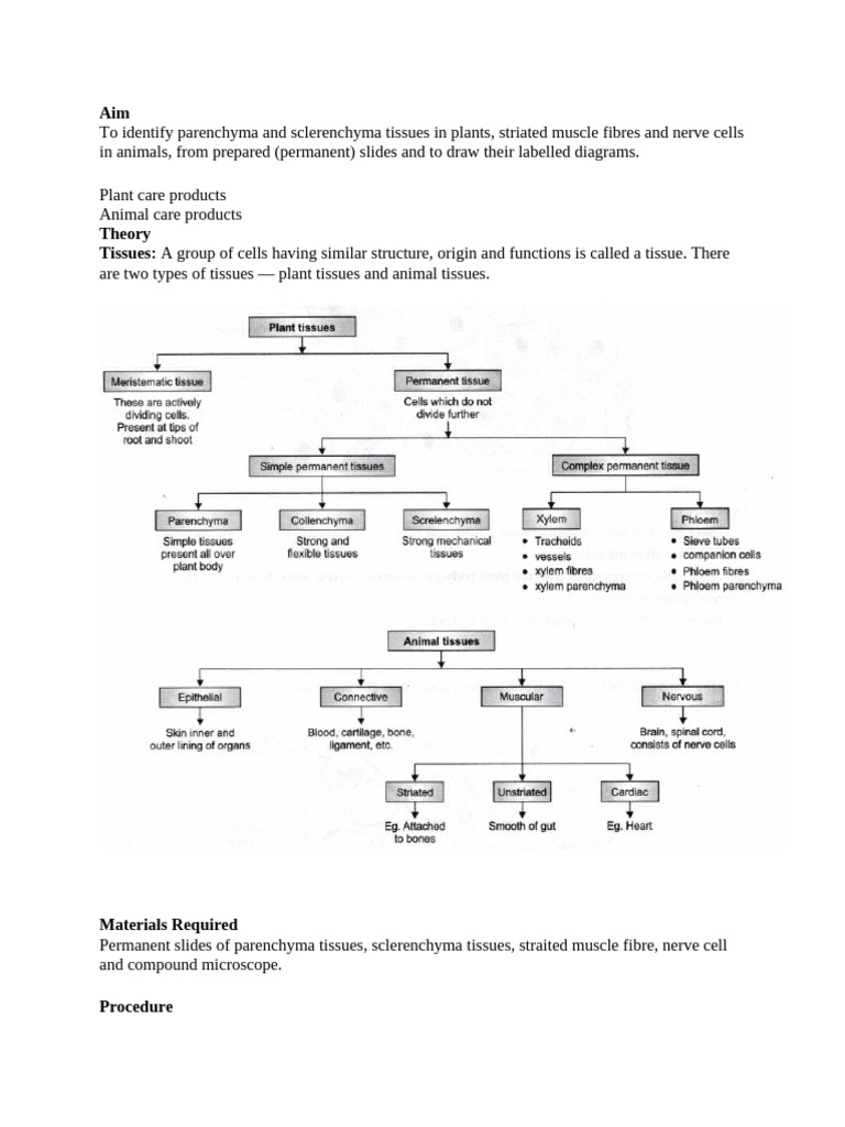 Plant and Animal Tissues | PDF | Tissue (Biology) | Muscle