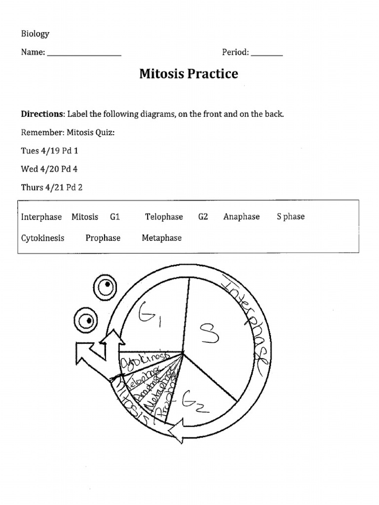 Mitosis Practice Key 15.16 | PDF