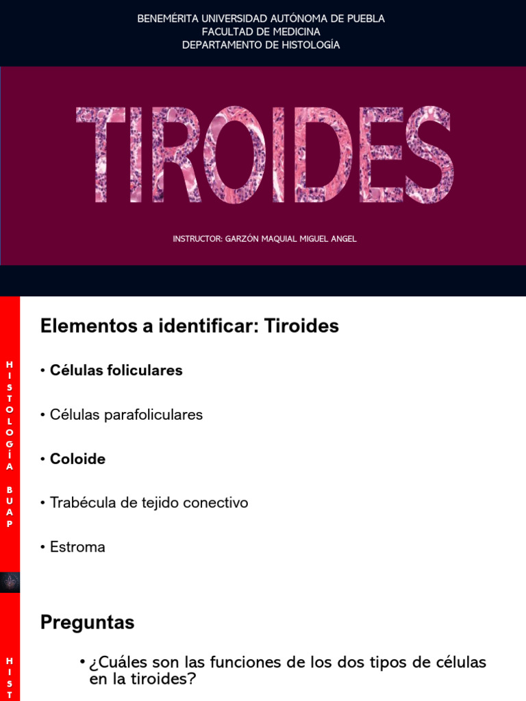 TIROIDES | PDF | Tiroides | Glándulas