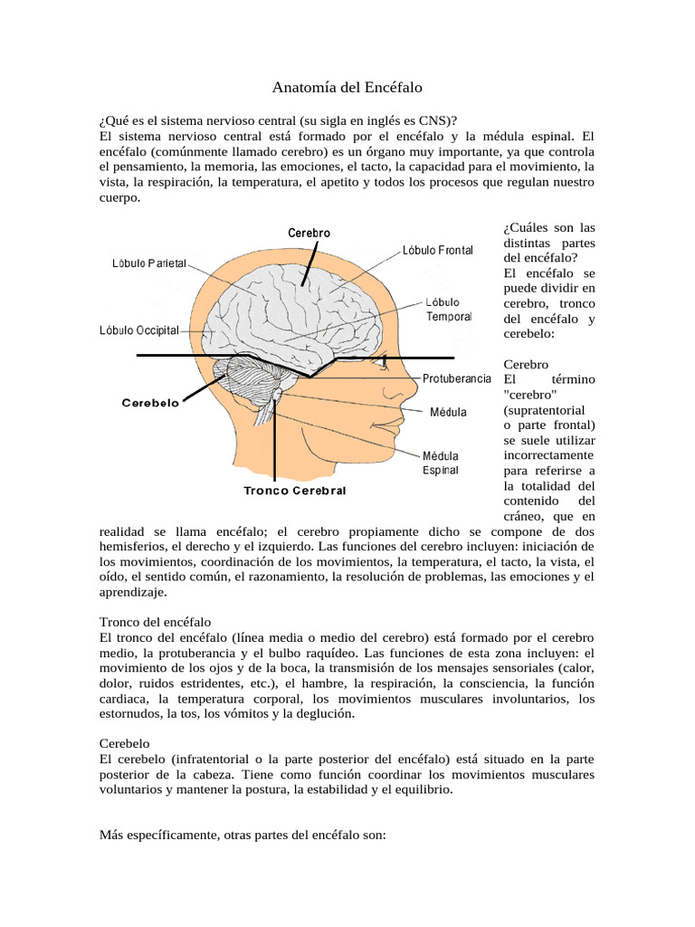 Anatomia Del Encefalo | PDF | Cerebro | Sistema nervioso central