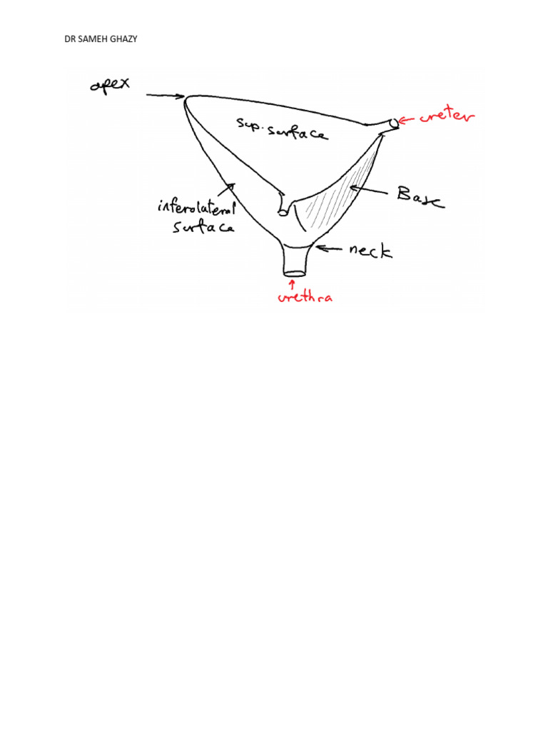 Ub and Urethra Dr Sameh Ghazy | PDF