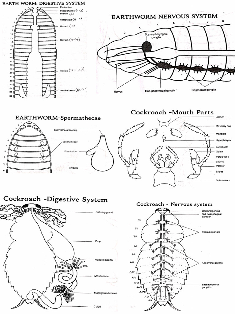 Zoology Practical Manual | PDF