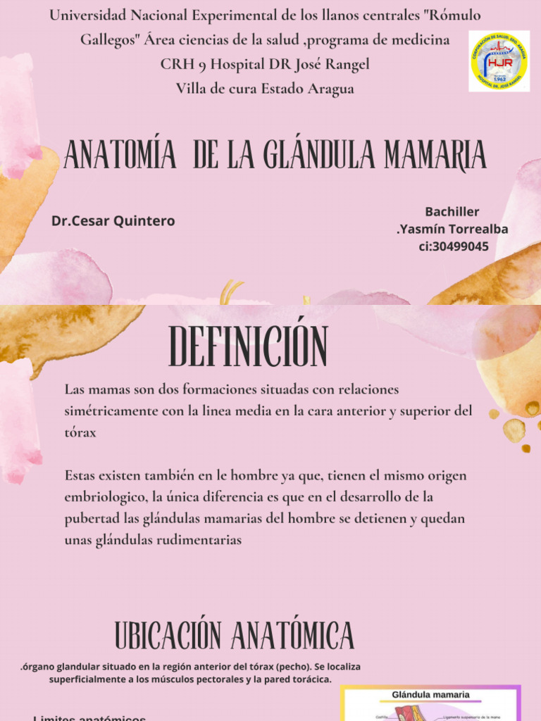 Anatomía de La Glándula Mamaria | PDF