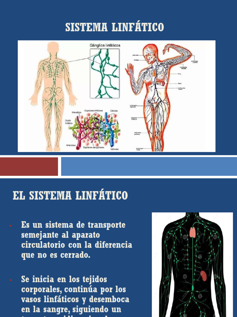 Sistema Linfático Ccmm-I | PDF | Sistema linfático | Linfa