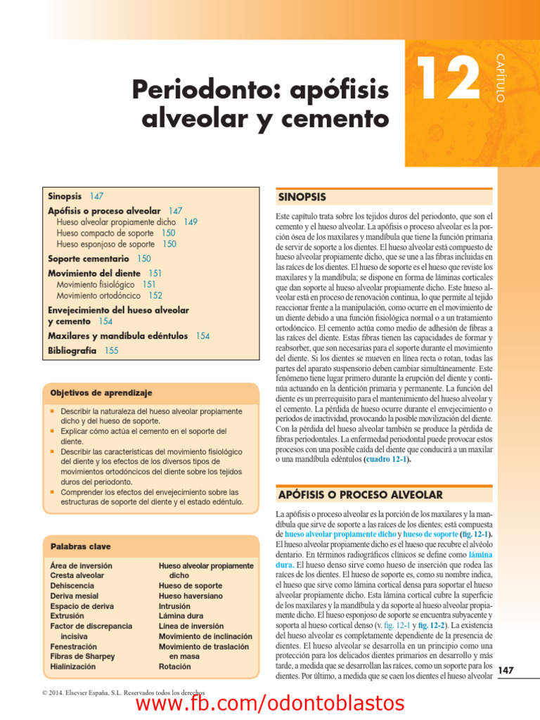 Apofisis Alveolar y Cemento Histología | PDF | Hueso | Anatomía