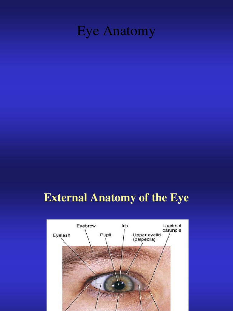 Eye Anatomy | PDF | Human Eye | Visual System