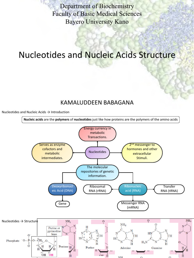 6BCH Nucleotide and Nucleic Acids Structure and Function (1) - 1 | PDF ...