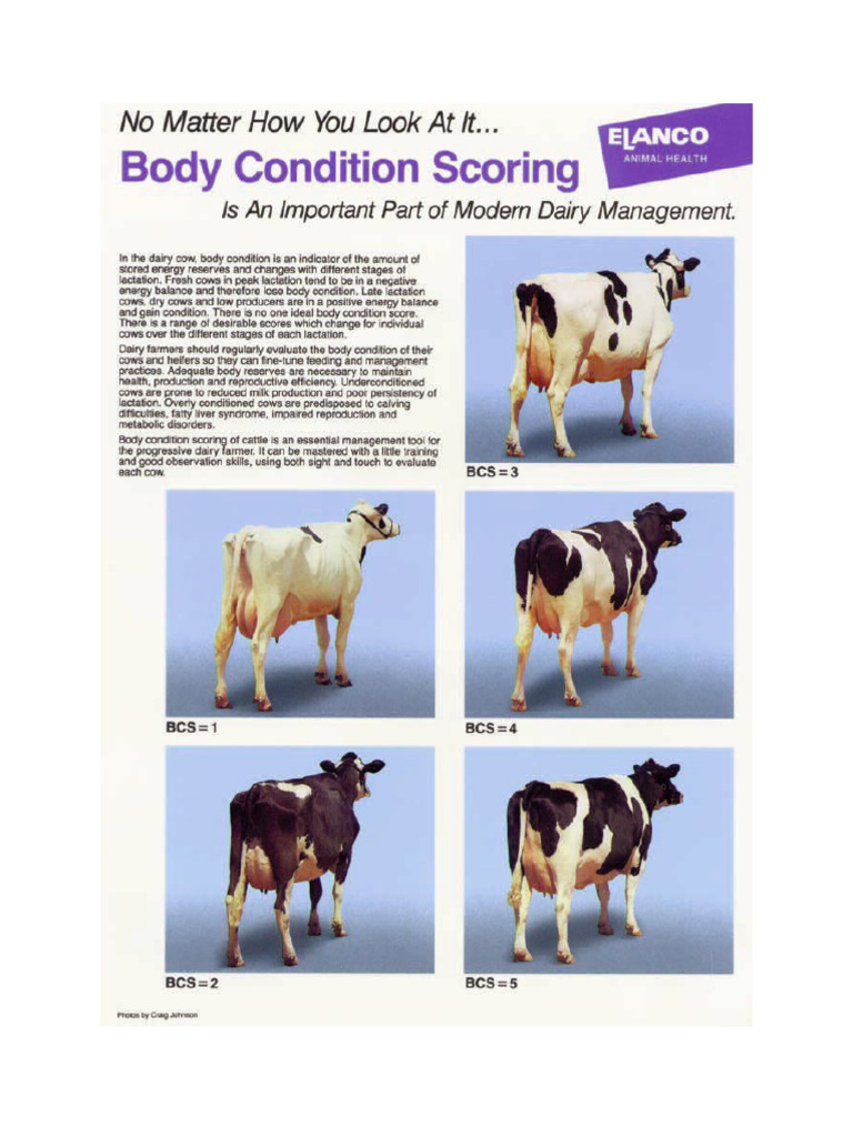 11 Body Condition Score | PDF