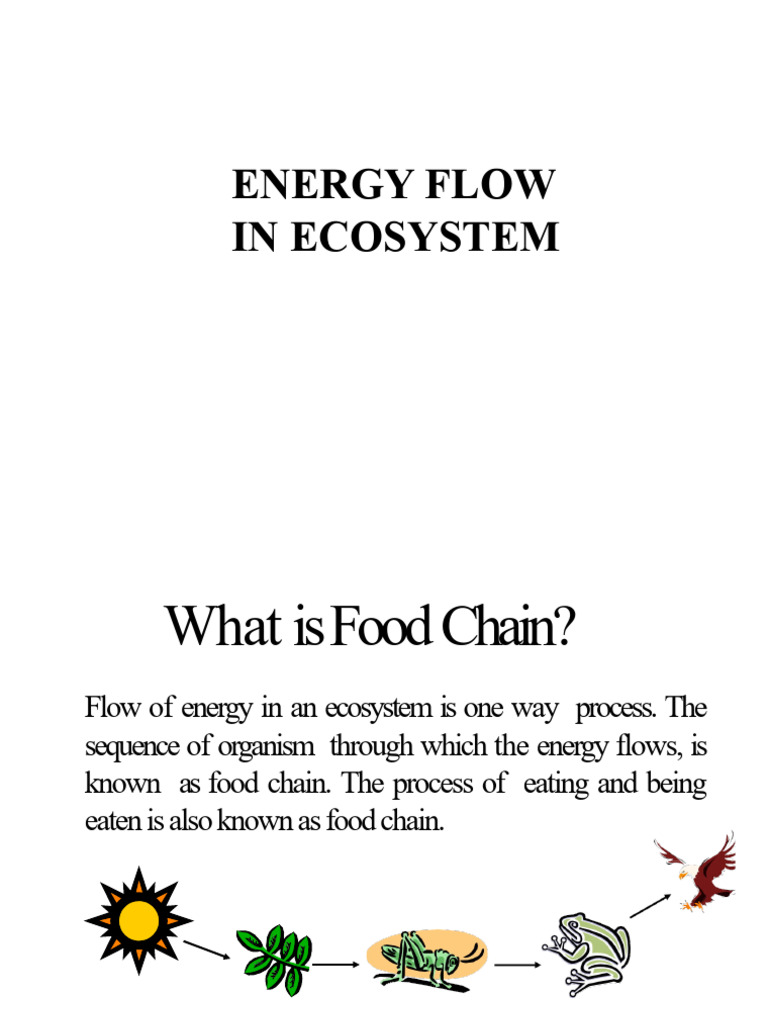 UNIT 1 Slide 3 Food Chain &fodd Web | PDF | Food Web | Sustainability