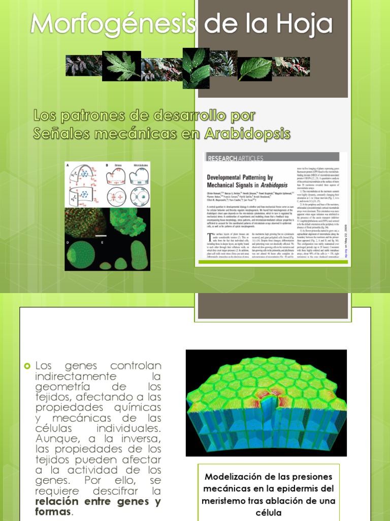 Genes y mecánica en la morfogénesis vegetal | PDF | Morfogénesis ...