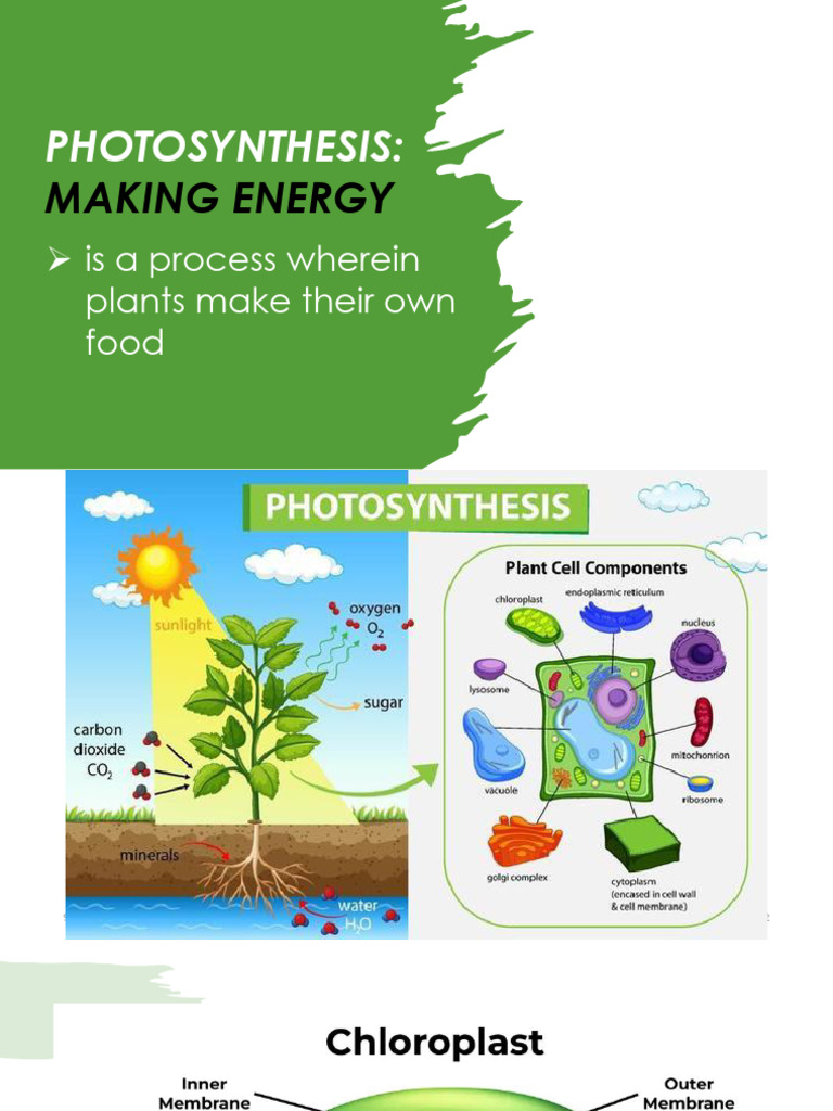Lesson5 PhotosynthesisRespiration | PDF | Photosynthesis | Cellular ...