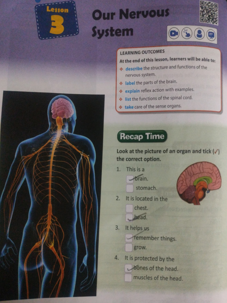 Grade 5 Science Chapter 3 | PDF | Brain | Central Nervous System