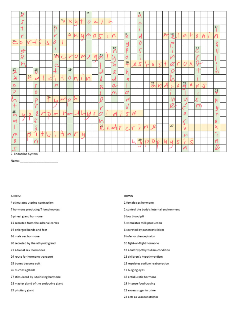 LENS Crossword Puzzle Endocrine System | PDF