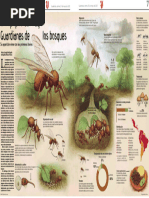 Biología y control de zompopos | PDF | Insectos | Suelo