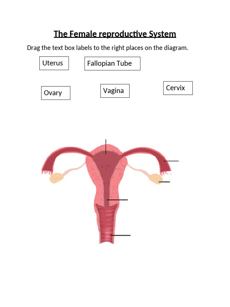 Year 9 Citz The Female Reproduction System Worksheet | PDF