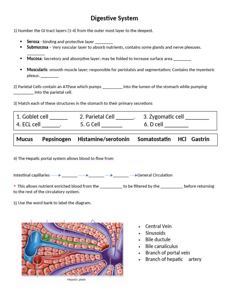 Digestive System Activity | PDF