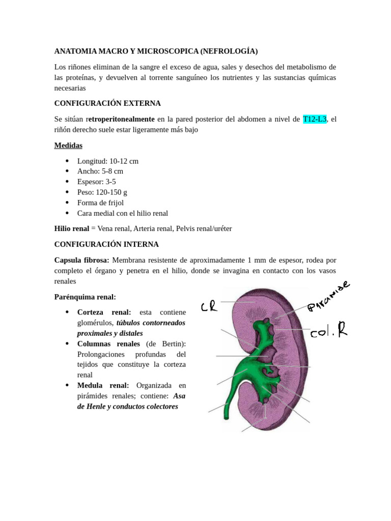 Anatomia Macro y Microscopica | PDF | Riñón | Anatomía