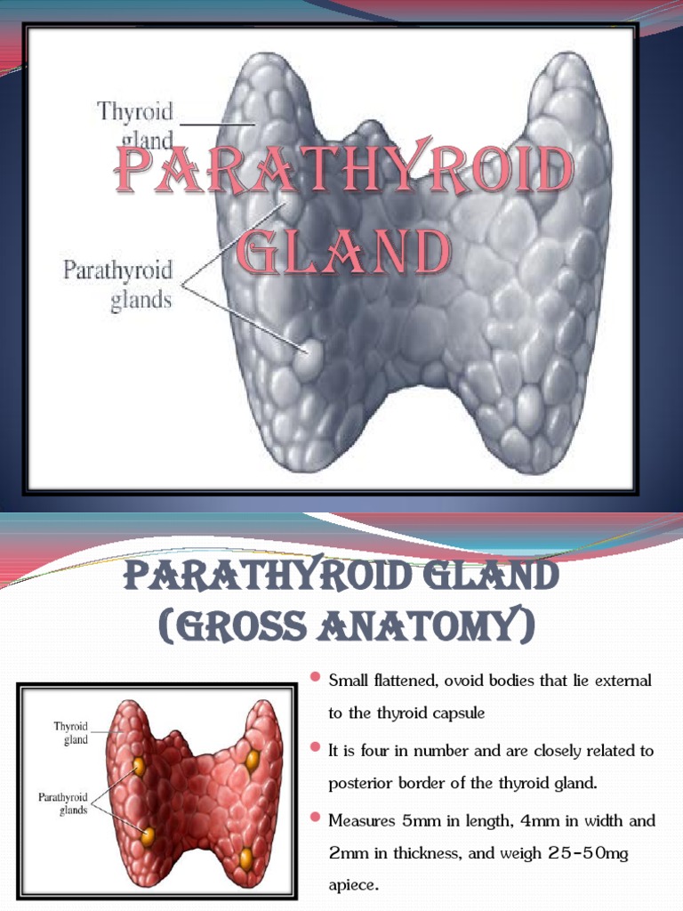 Parathyroid Gland | Parathyroid Gland | Human Anatomy