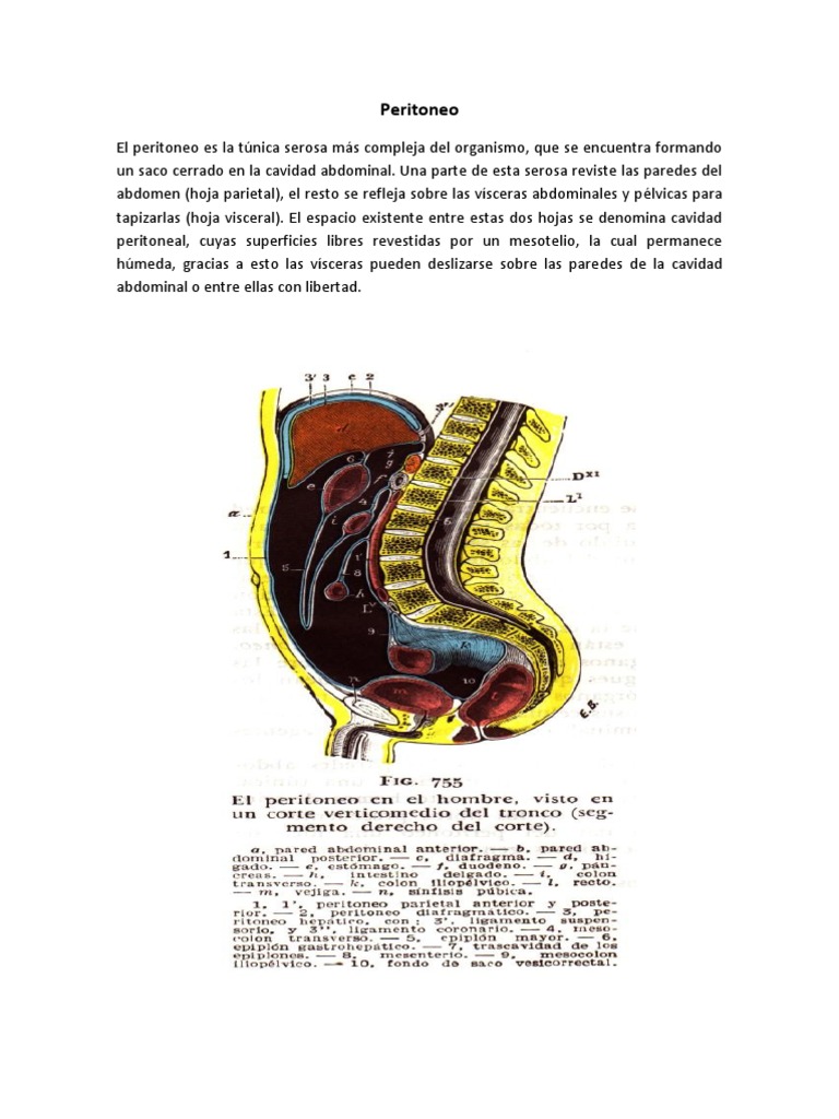Anatomía del Peritoneo | PDF | Abdomen | Peritoneo