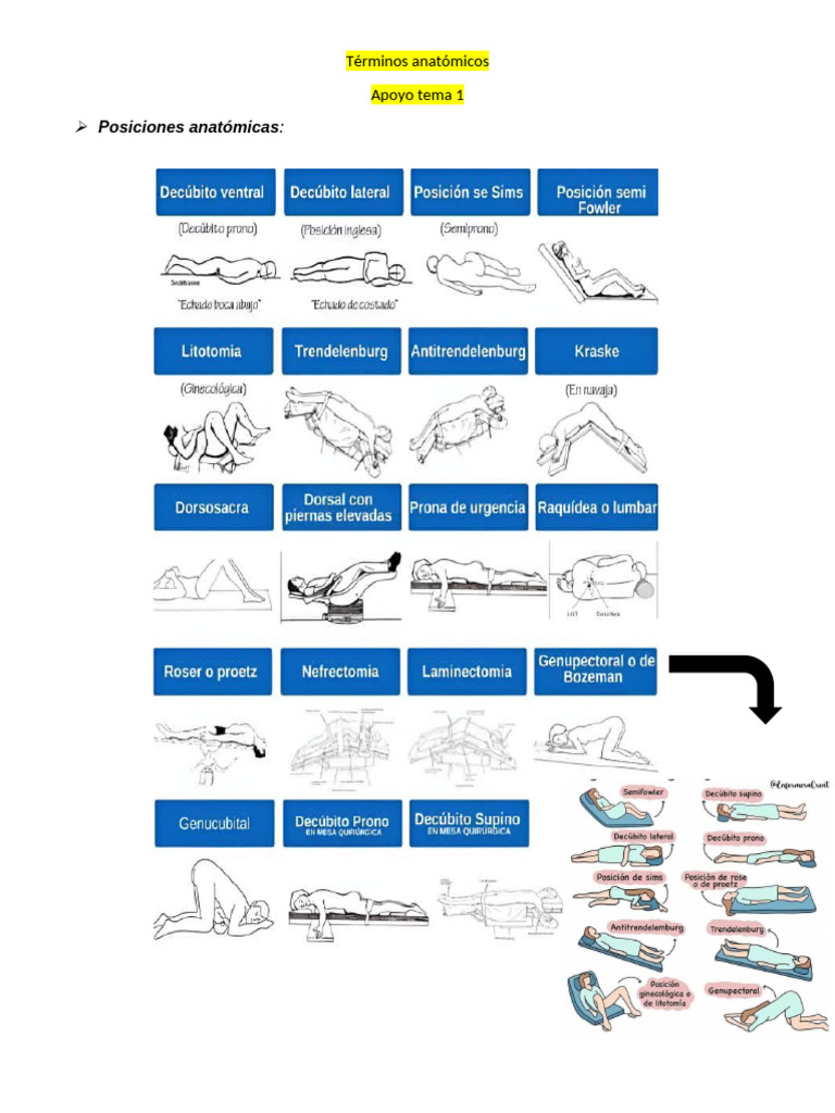 Terminos anatomicos 1 y 2 | PDF | Especialidades Medicas | Enfermedades ...