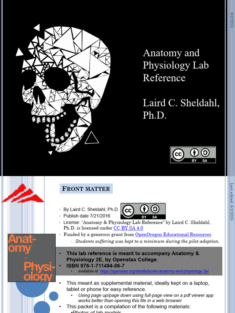 Anatomy and Physiology Lab Reference | PDF | Vertebra | Anatomical ...