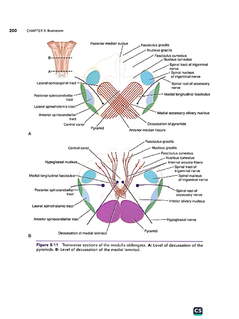 Neuro Diagrams For Paper | PDF
