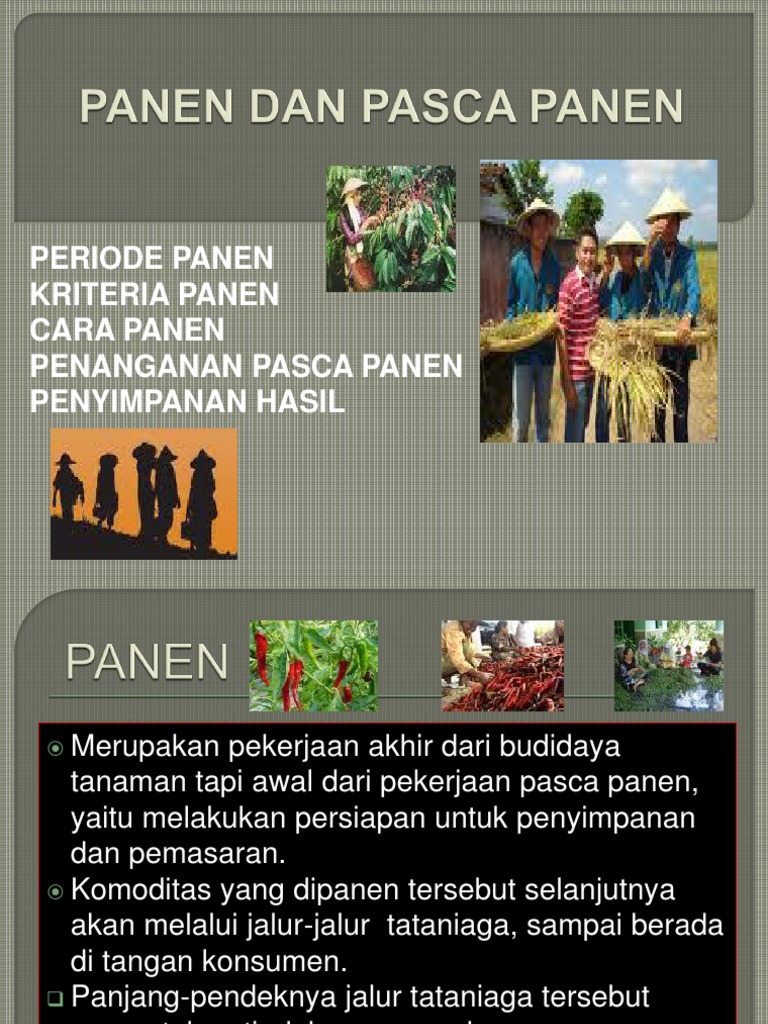 Panen Dan Pasca Panen | PDF
