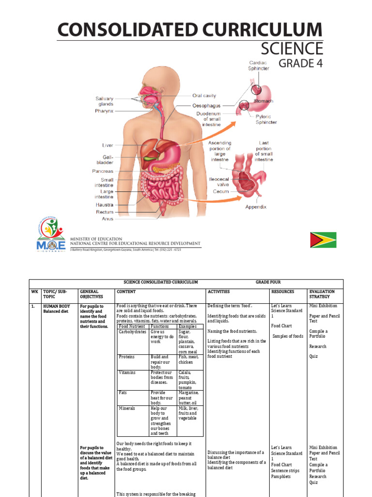 Grade 4 Science - Consoildated Curriculum 2021 | PDF | Respiratory ...