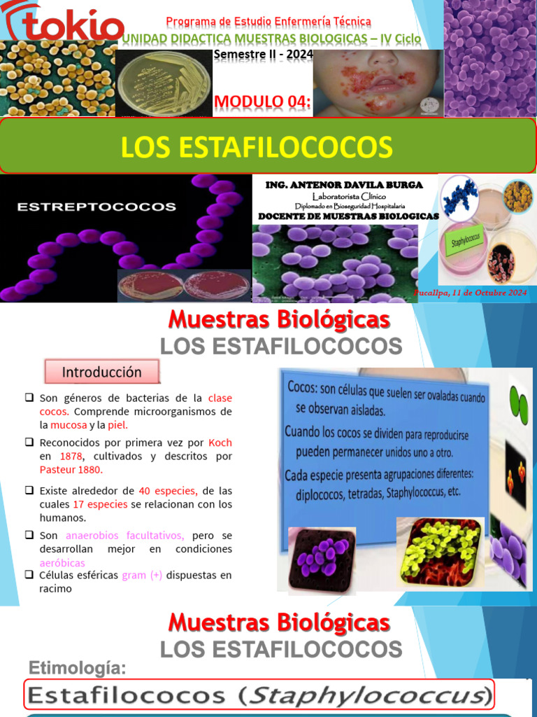 Clase 04.- Los Estafilococos | PDF | Estafilococo | Infección