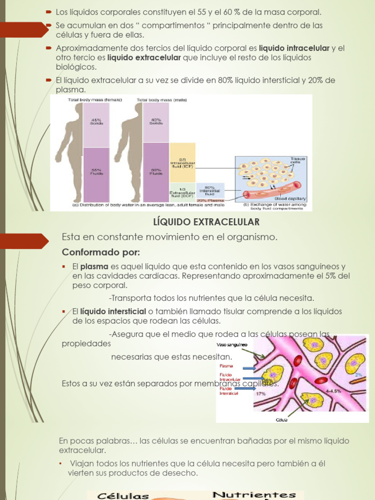 Líquidos Corporales | PDF | Fisiología | Biología