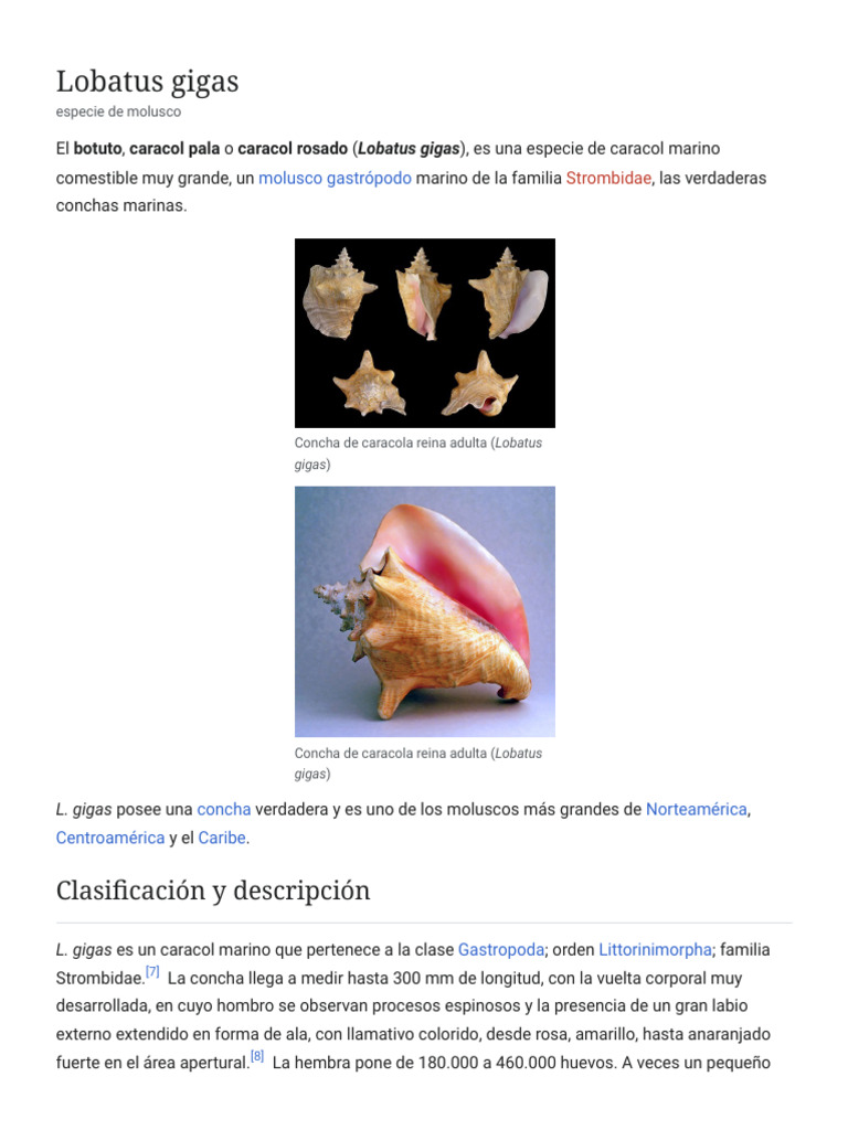 Lobatus Gigas - Wikipedia, La Enciclopedia Libre | PDF | Zoología | Fauna