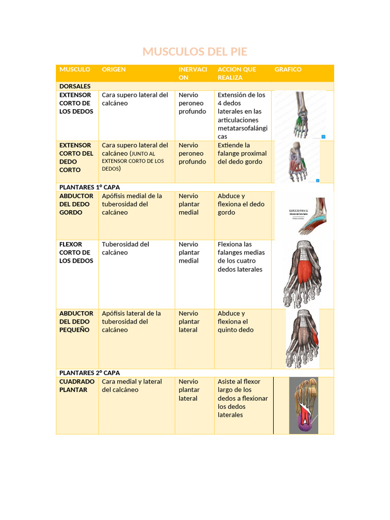 Musculos Del Pie | PDF | Sistema esquelético | Pie