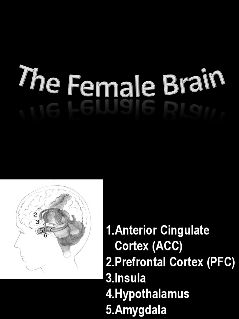 The Female Brain | PDF