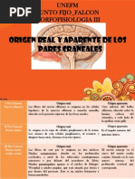 Laminación de Rexed | PDF | Médula espinal | Cerebelo