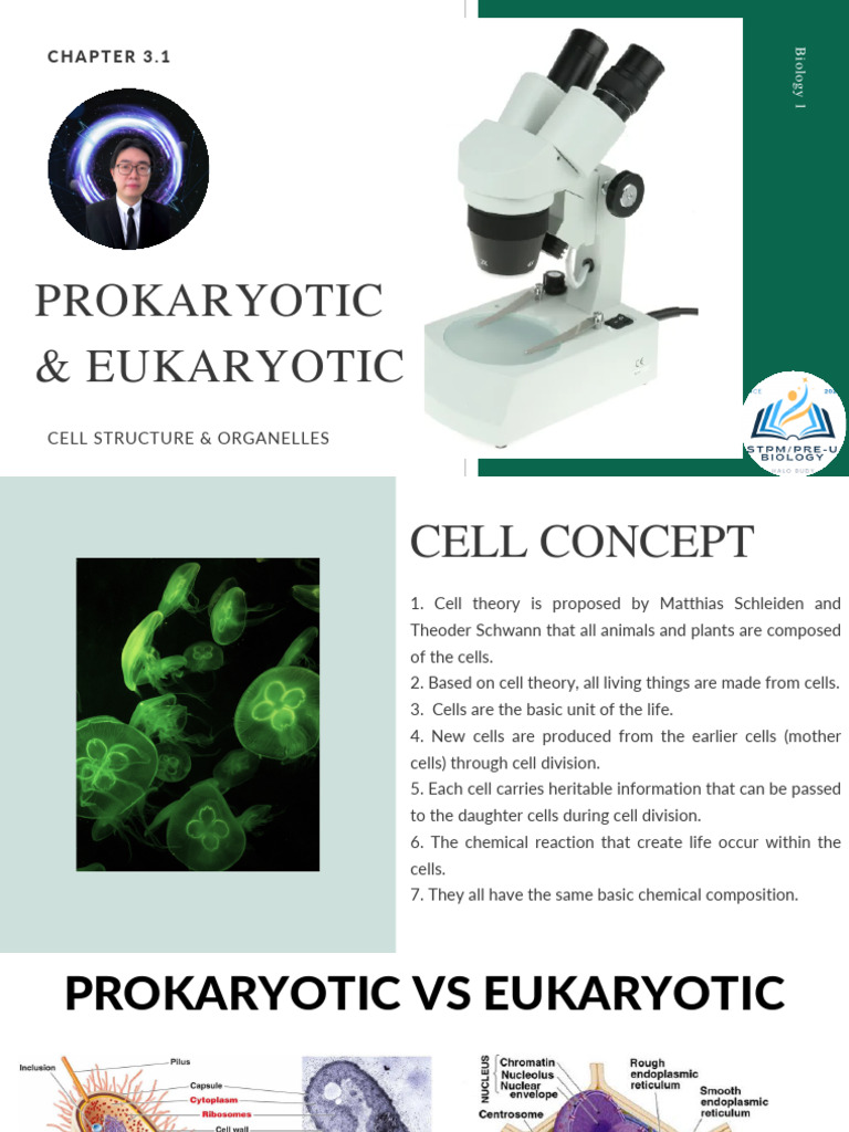 3.1 Prokaryotic Vs Eukaryotic | PDF | Cell (Biology) | Electron Microscope