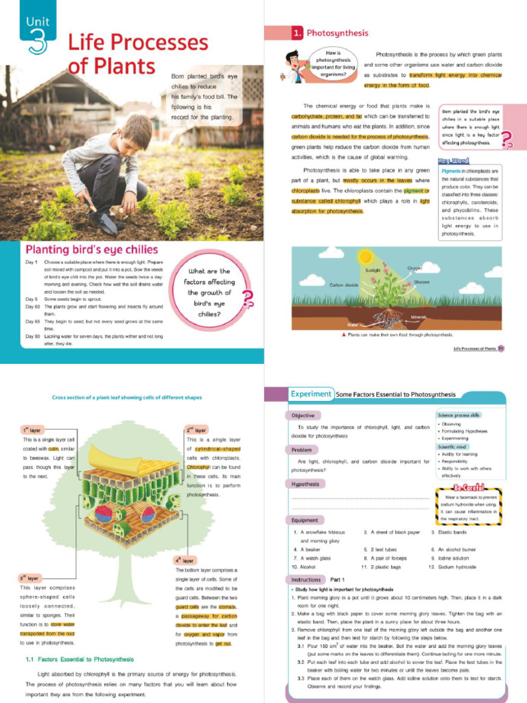 Life Processes of Plants | PDF