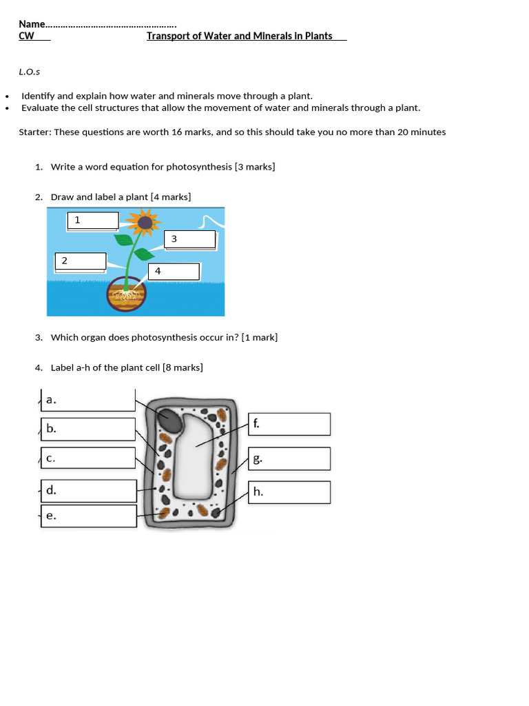 Y8 Photosynthesis Water Worksheet | PDF | Stoma | Leaf