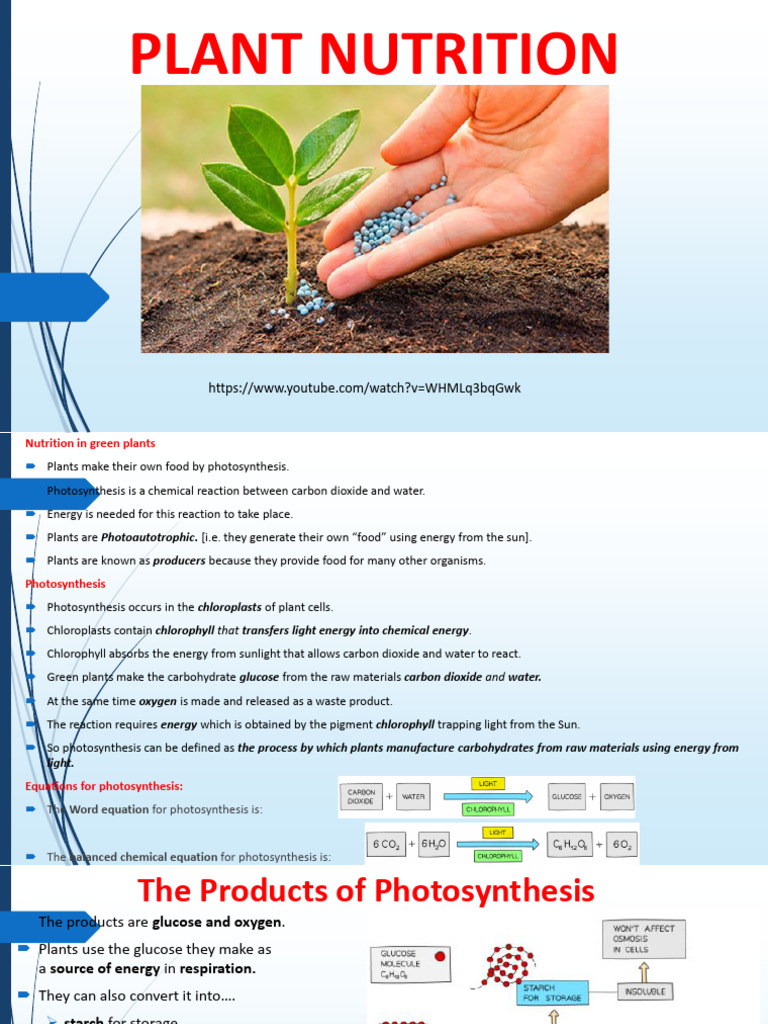 Week 1 Plant Nutrition PPT To Write | PDF | Photosynthesis | Leaf