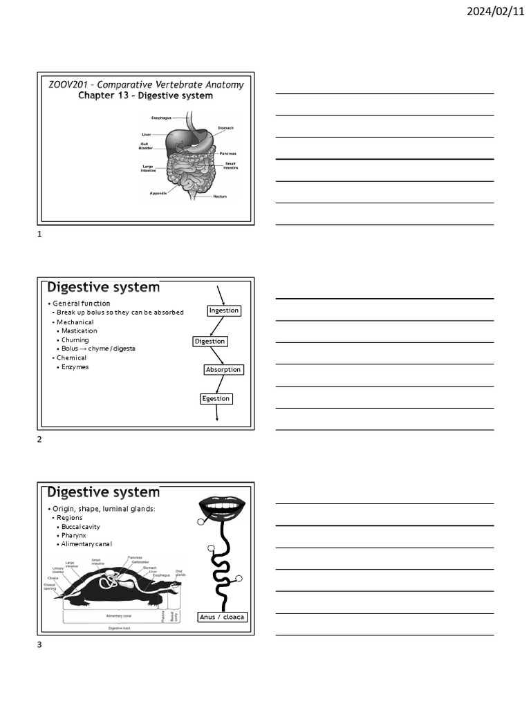 13 Digestive System Notes | PDF | Stomach | Gastrointestinal Tract