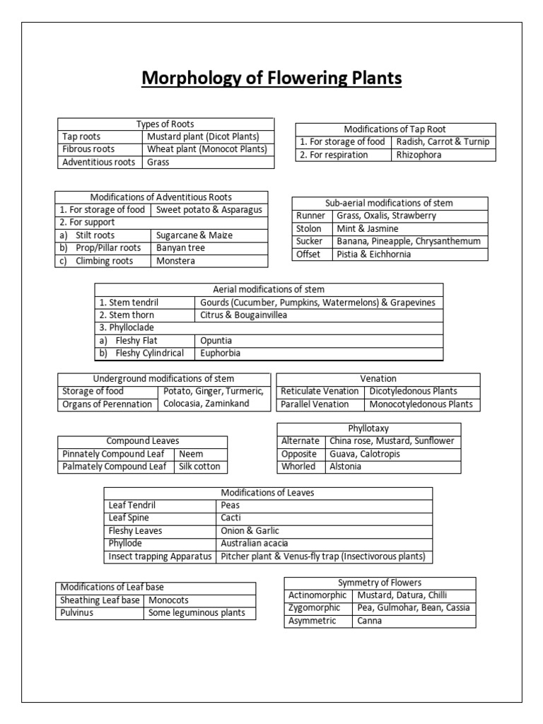 Morphology of Flowering Plants Examples | PDF | Leaf | Root