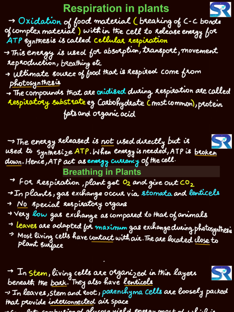 12.Respiration in Plants | PDF