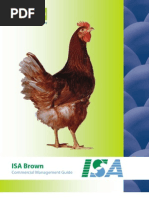 Hisex Brown Layer Management Guide | PDF | Selective Breeding | Chicken