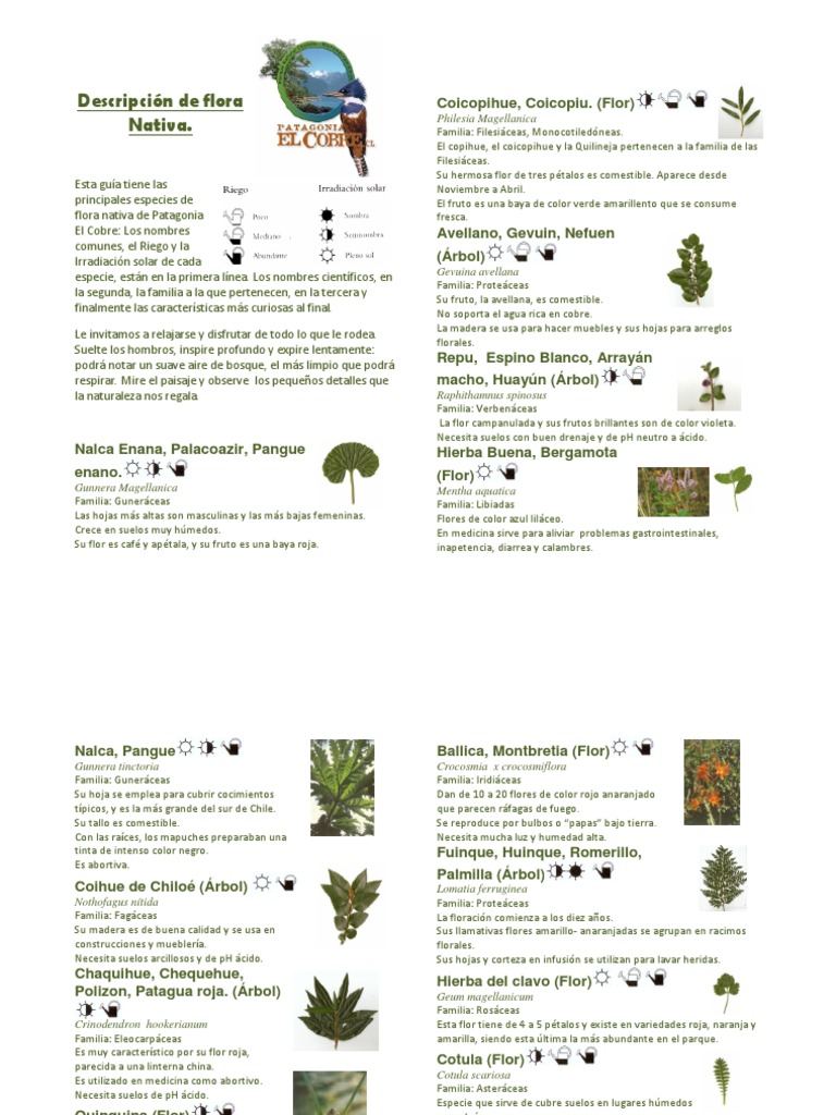Descripción de Flora Nativa Chile | PDF | Arboles | Flores