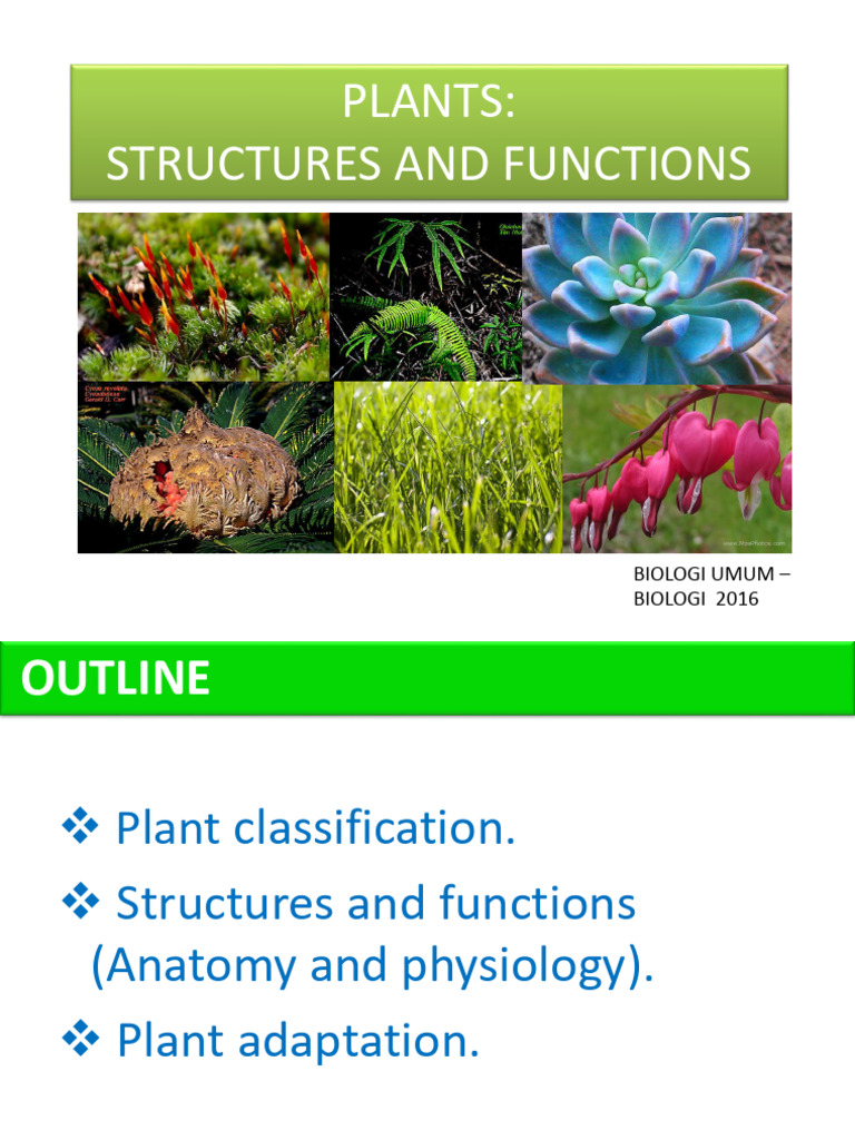 Kuliah7 - Plants, Structure and Functions - 2016 - Ver1 Aoe | PDF ...