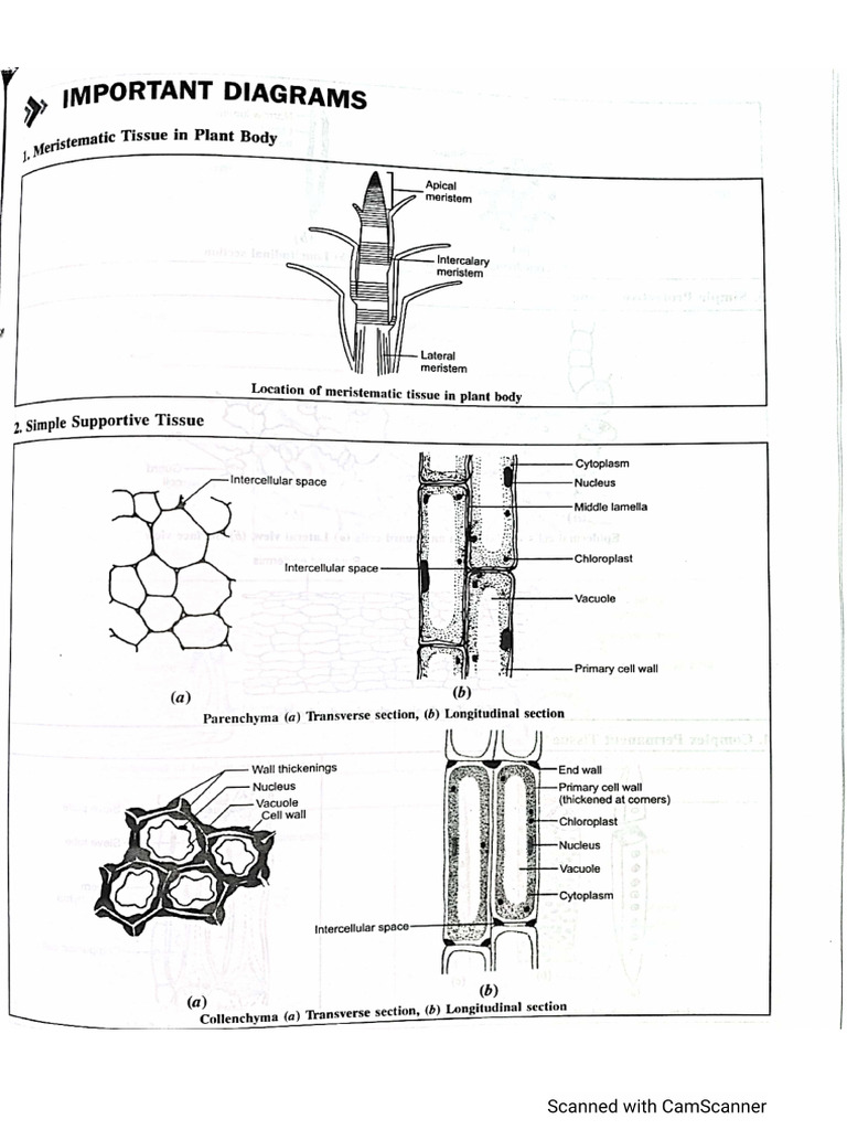 Tissues - All Diagrams | PDF