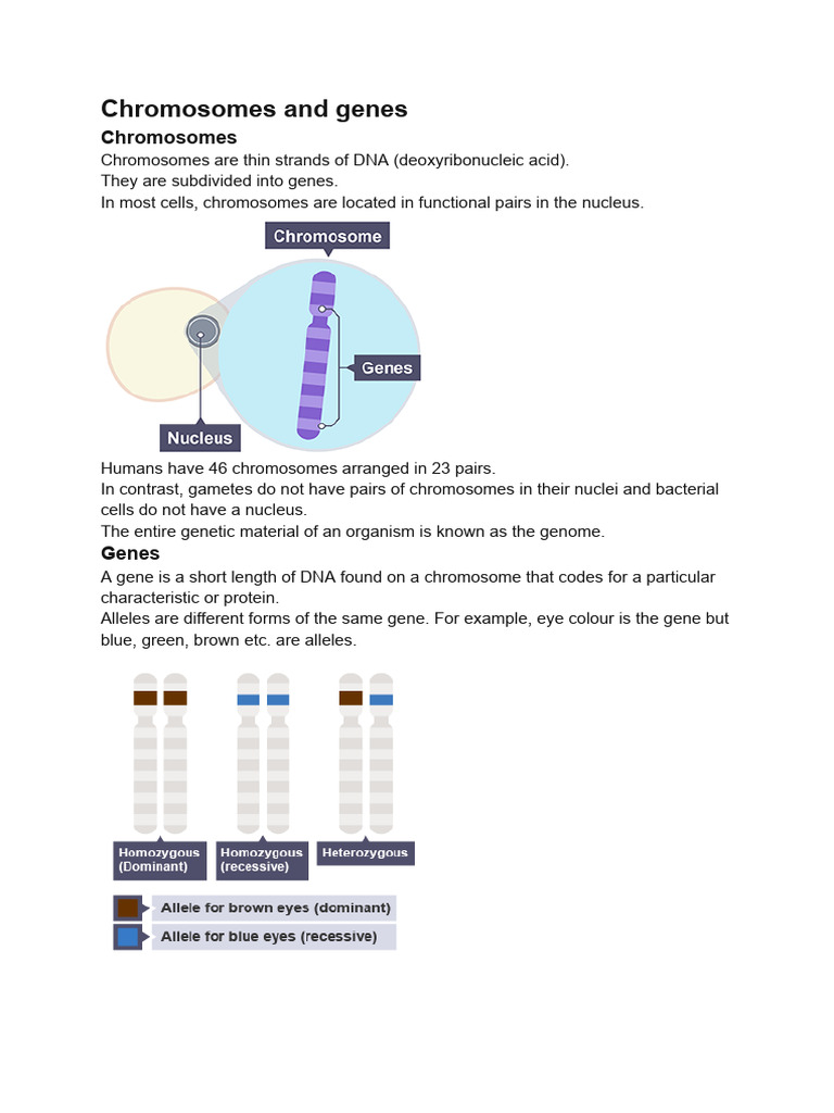 Chromosomes DNA and Gene | PDF