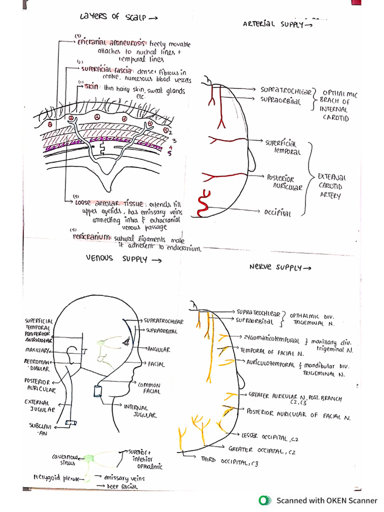Anatomy Diagram + Notes | PDF