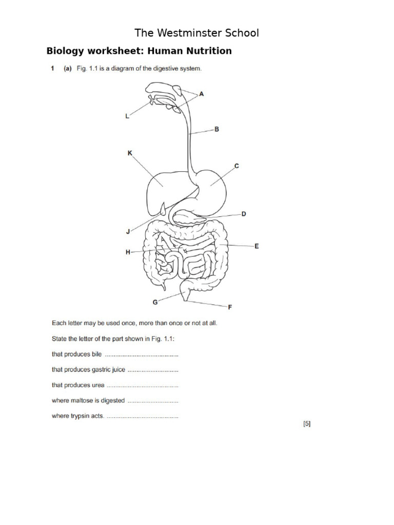 Revision Worksheet Human Nutrition | PDF