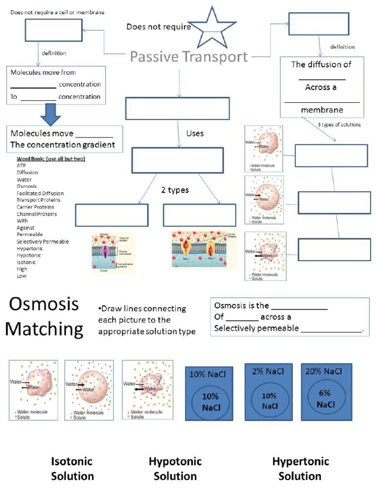 Cell Transport Concept Map | PDF